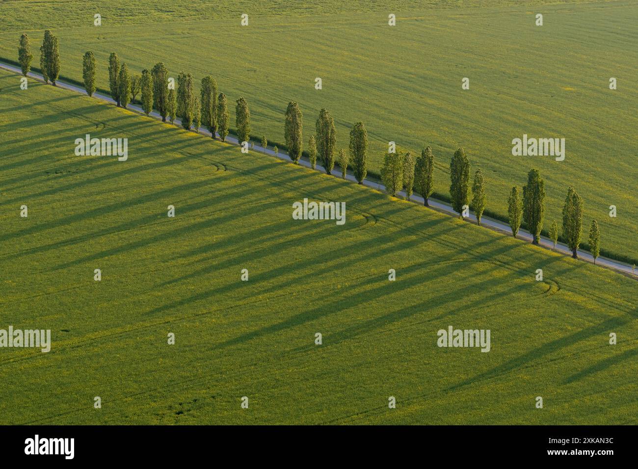 Top view of green, rapeseed fields, paved, winding road. Along the road ...