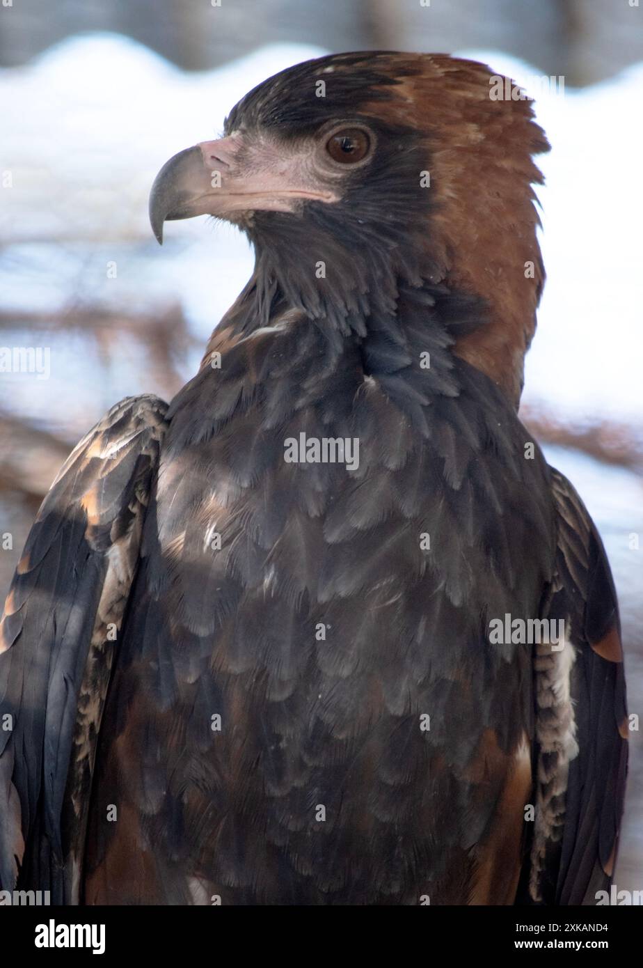The black breasted buzzard is quite large with broad, rounded wings ...