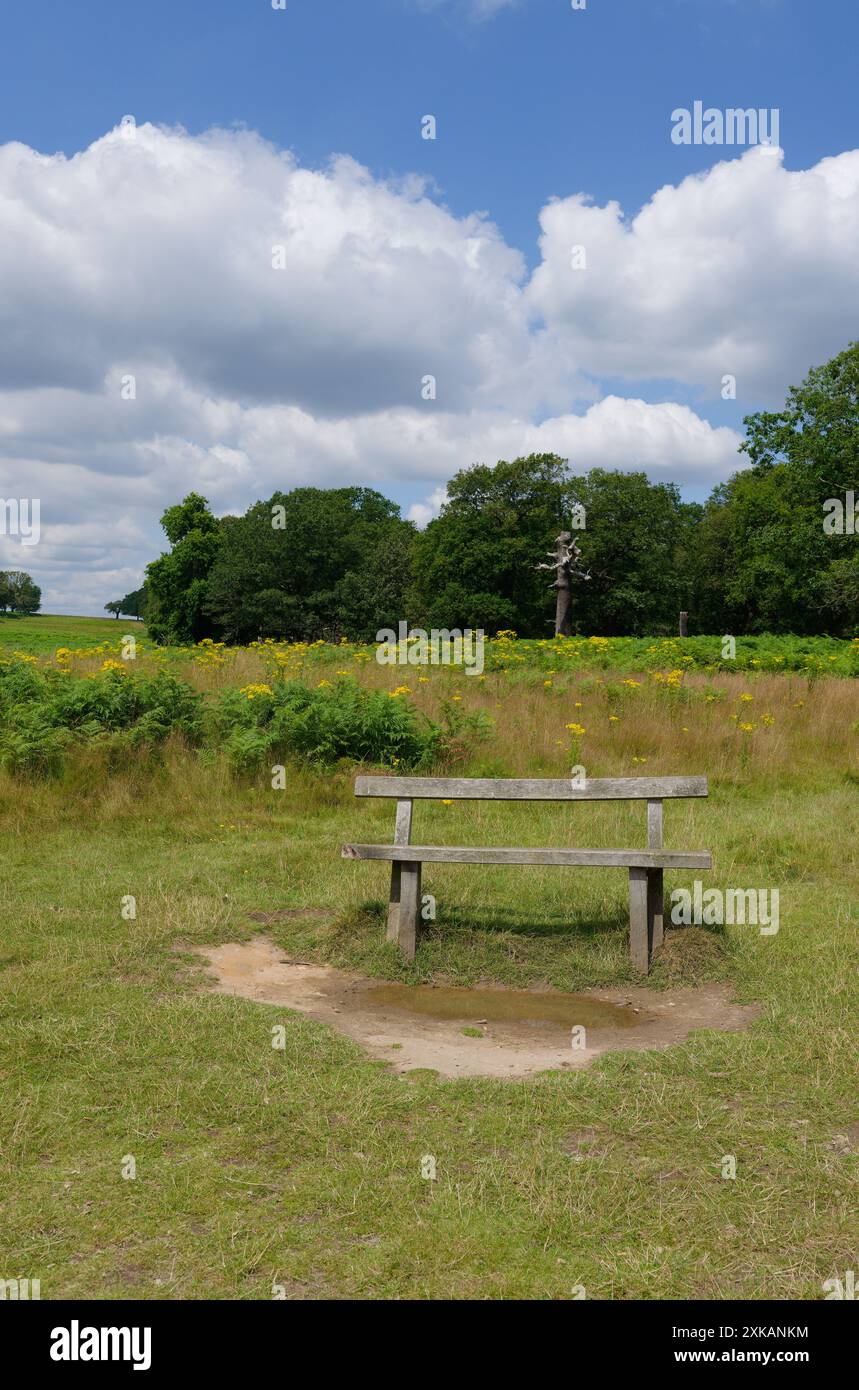 Park bench landscape in Richmond Park, London, during summer with trees ...