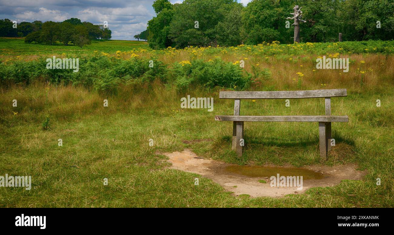 Park bench landscape in Richmond Park, London, during summer with trees ...