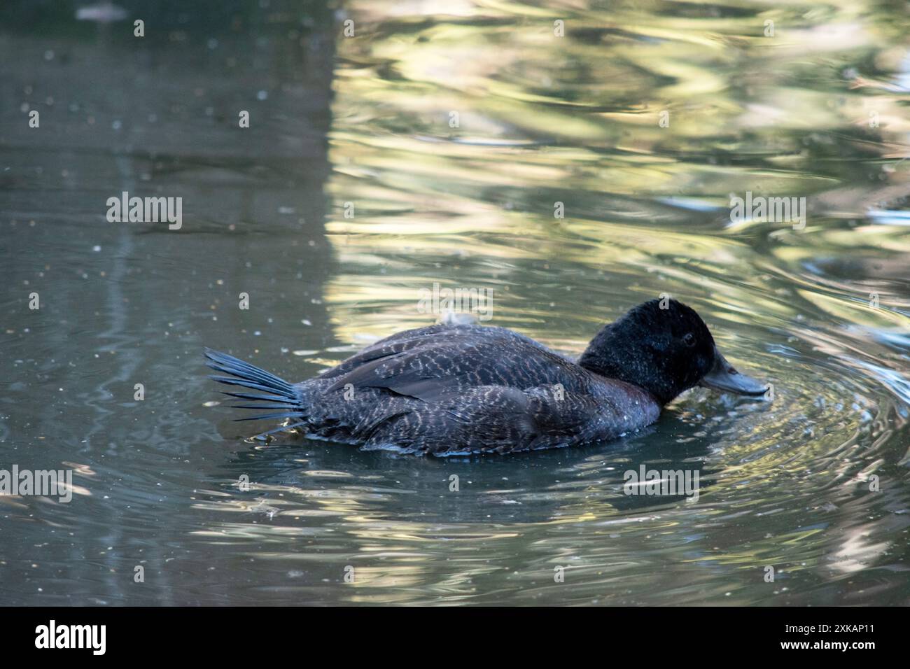 During the mating season the male's bill will turn a bright blue ...