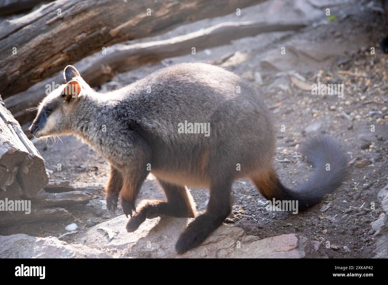 The southern Brush-tailed Rock-wallaby has a characteristic, long, dark ...
