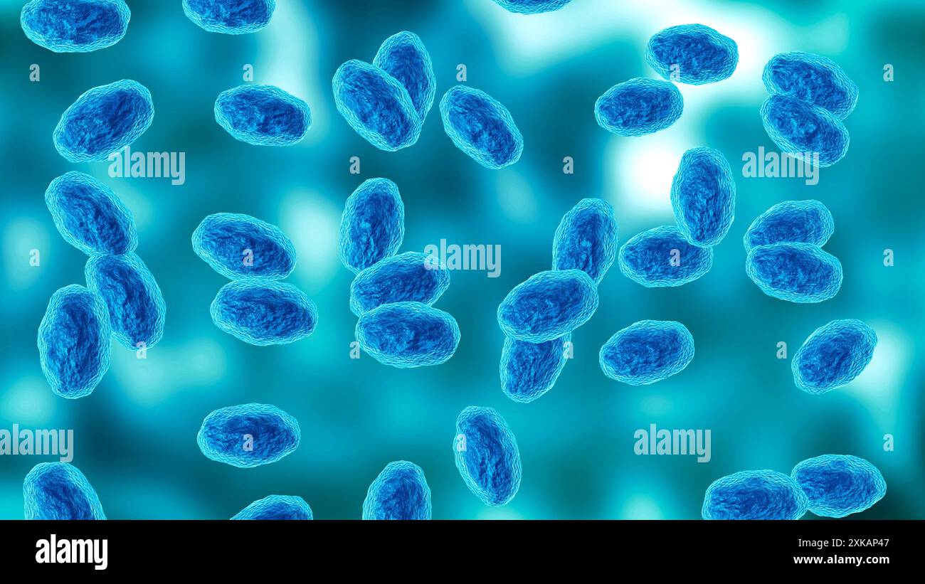 Colony of the Bordetella pertussis bacterium that causes pertussis, a ...