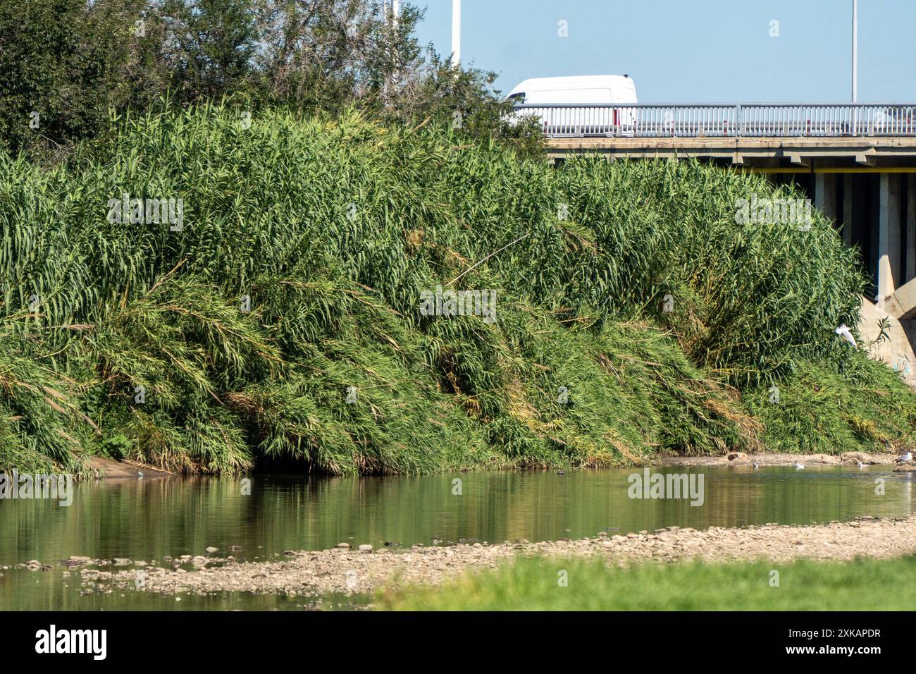 The Bes˜s River Park has been affected by a toxic ammonia spill into ...