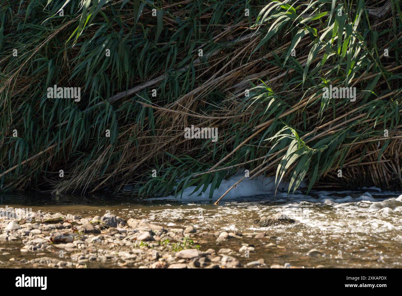 The Bes˜s River Park has been affected by a toxic ammonia spill into ...