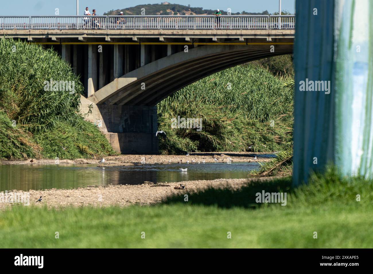 The Bes˜s River Park has been affected by a toxic ammonia spill into ...