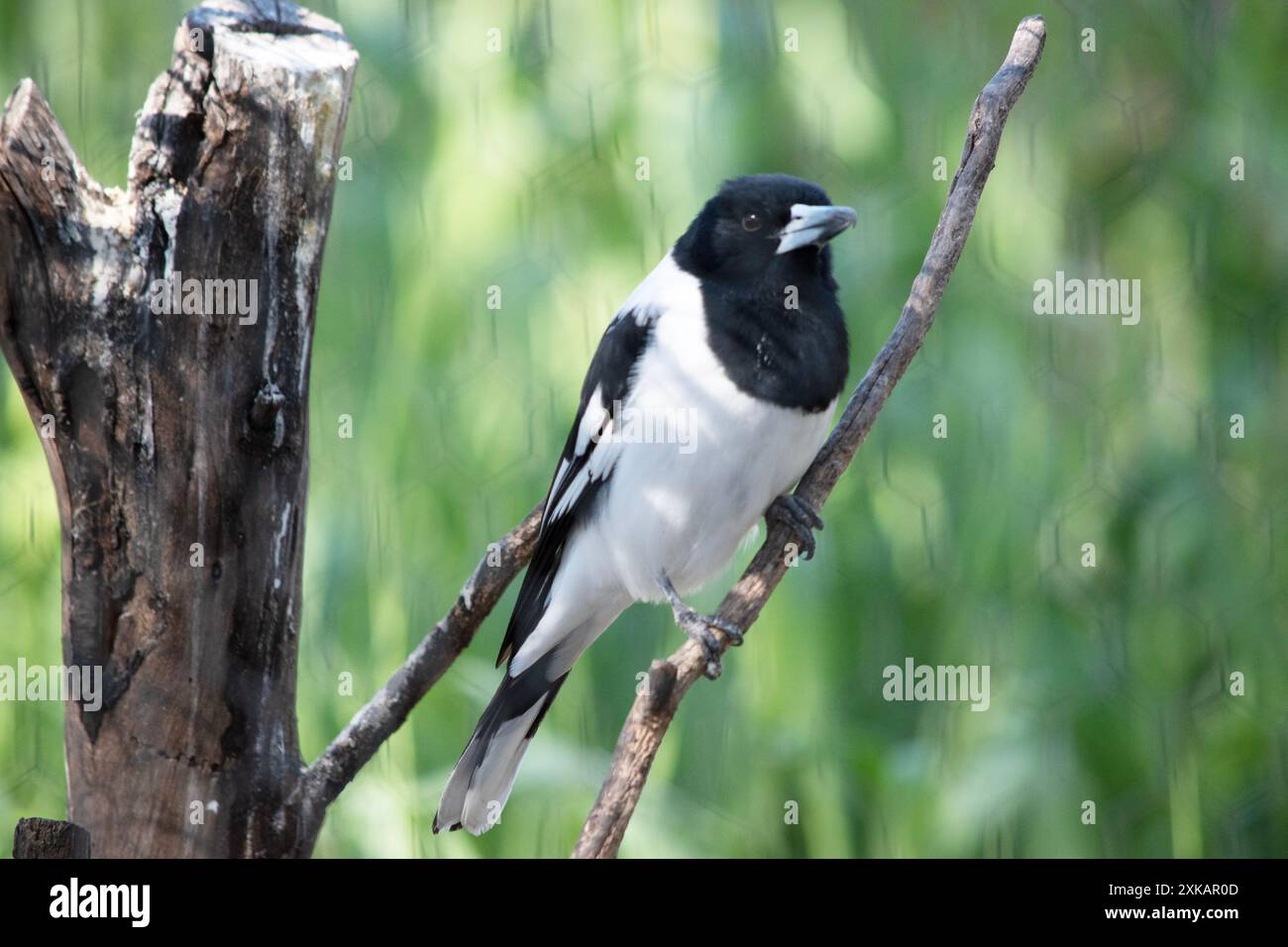 The Pied Butcherbird is a medium-sized black and white bird. It has a ...