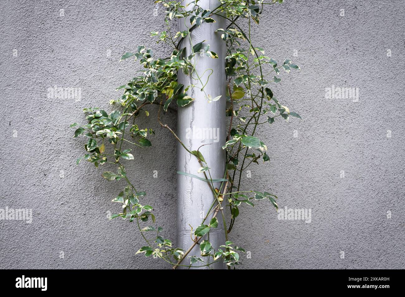 Vine growing up vine arch hi-res stock photography and images - Alamy