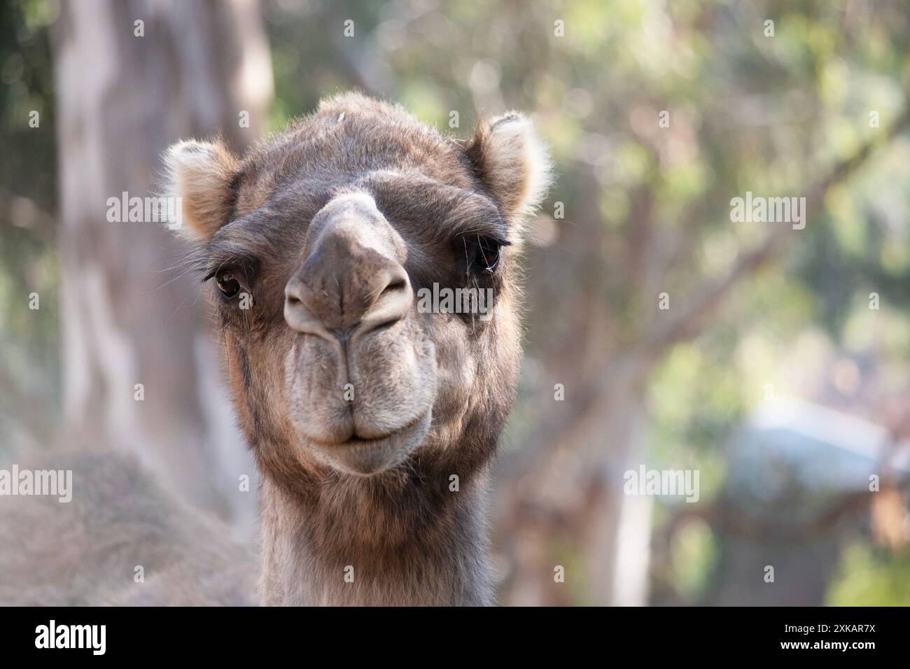 Camels are mammals with brown eyes, long lashes, a big-lipped snout and ...