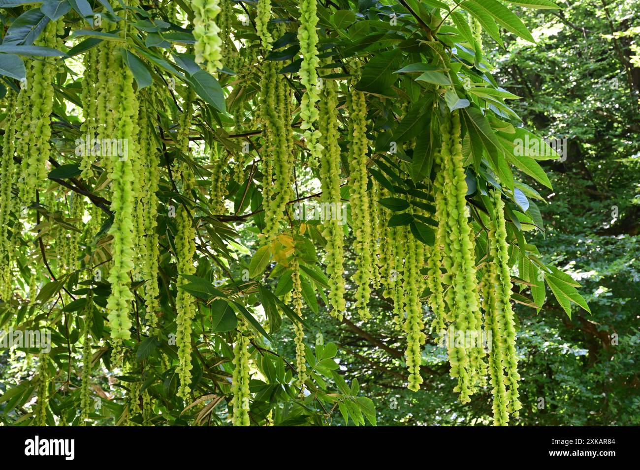 Trees in the Batsford arboretum, Morton in Marsh, The Cotswolds ...