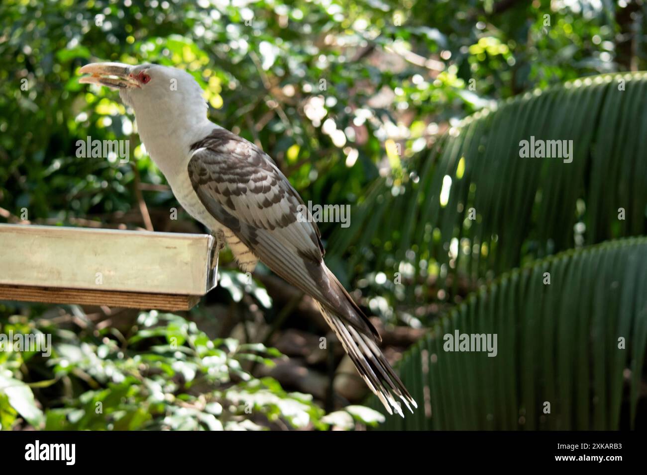 the Channel-billed Cuckoo has a massive pale, down-curved bill, grey ...
