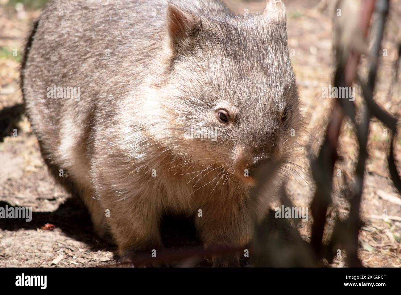 The Common Wombat has a large nose which is shiny black, much like that ...