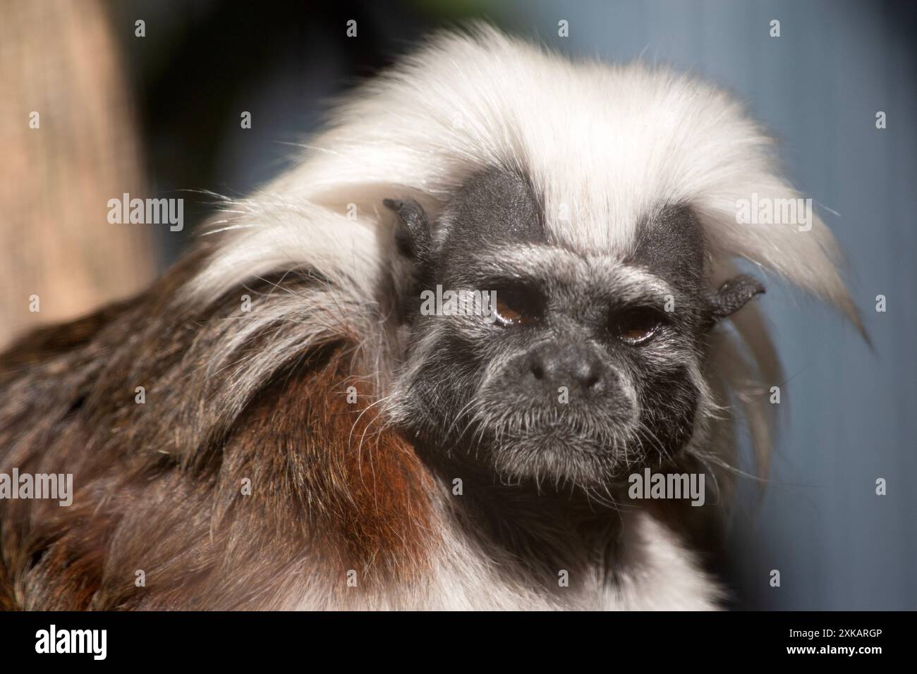 Cotton-top tamarins are named for the shock of white hair encircling ...