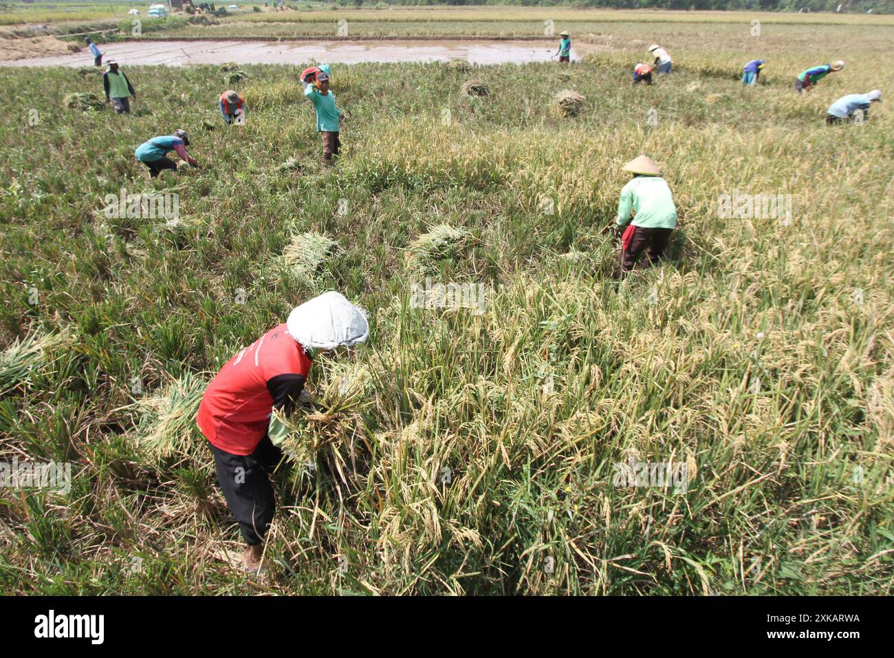 Karanganyar regency hi-res stock photography and images - Alamy