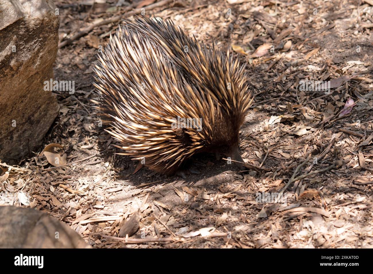 the short nosed echidna has strong-clawed feet and spines on the upper ...