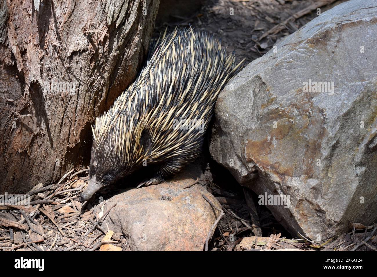 the short nosed has strong-clawed feet and spines on the upper part of ...