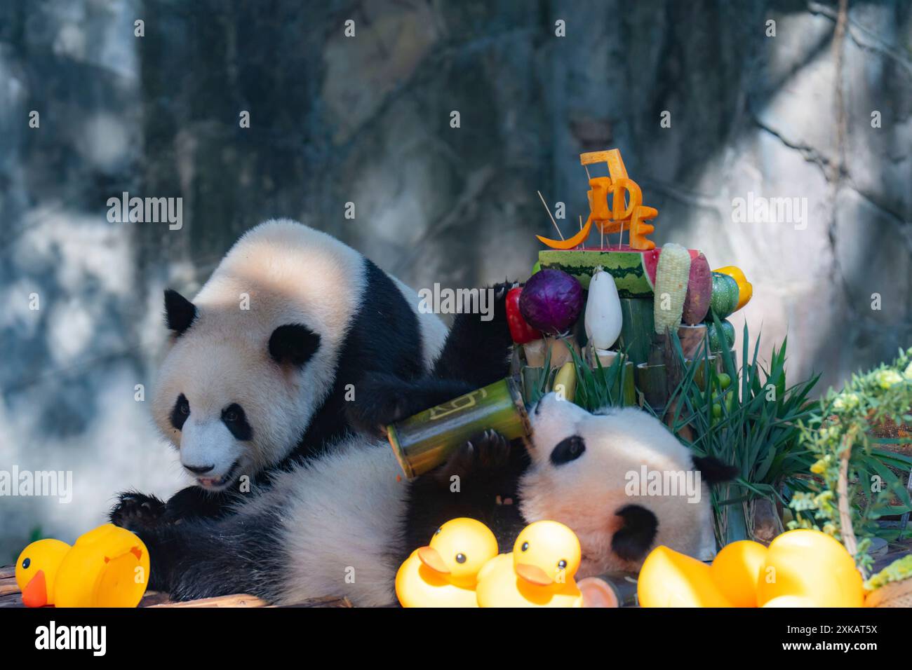Giant pandas Yu Ke and Yu Ai play with presents for their two-year-old ...