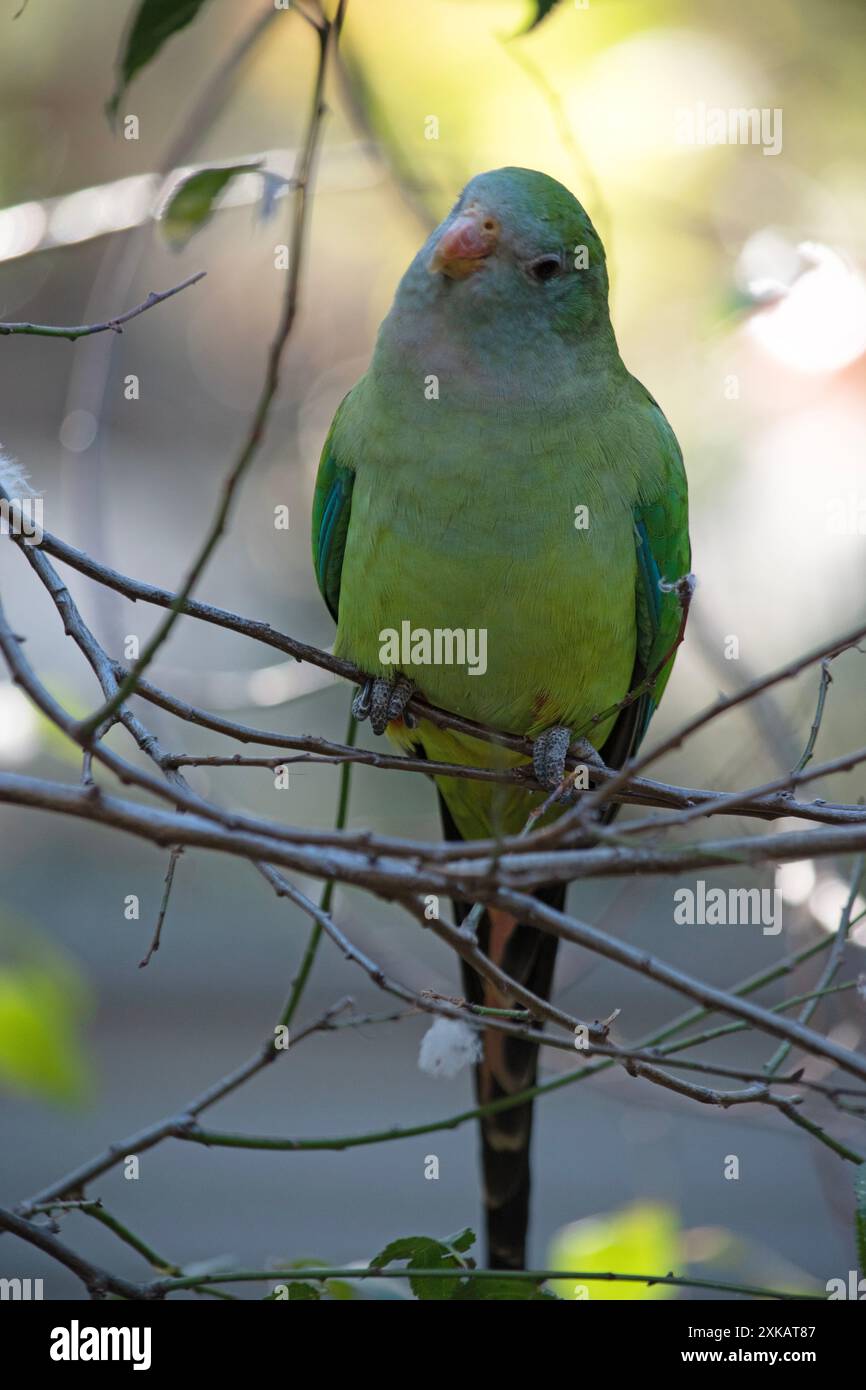the female parrot has a light blue face and green body Stock Photo - Alamy