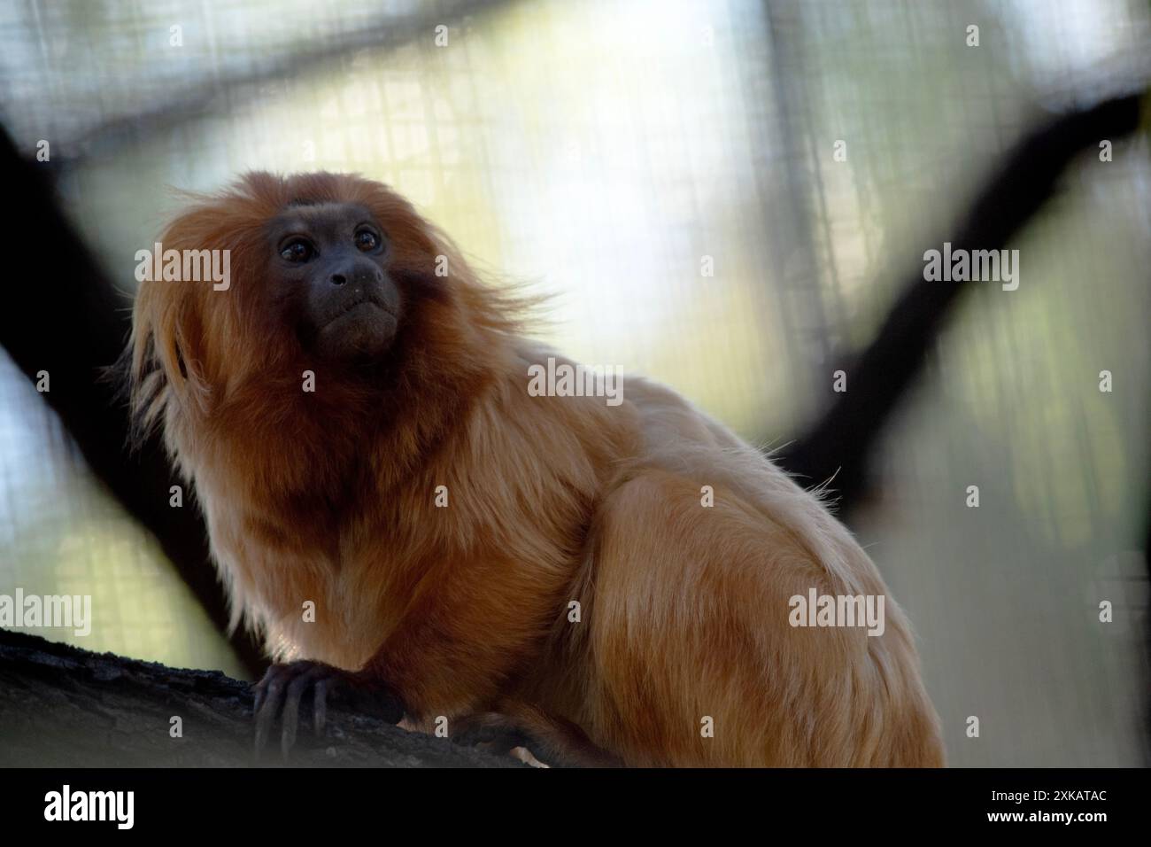 The golden lion tamarin, also known as the golden marmoset, is a small ...