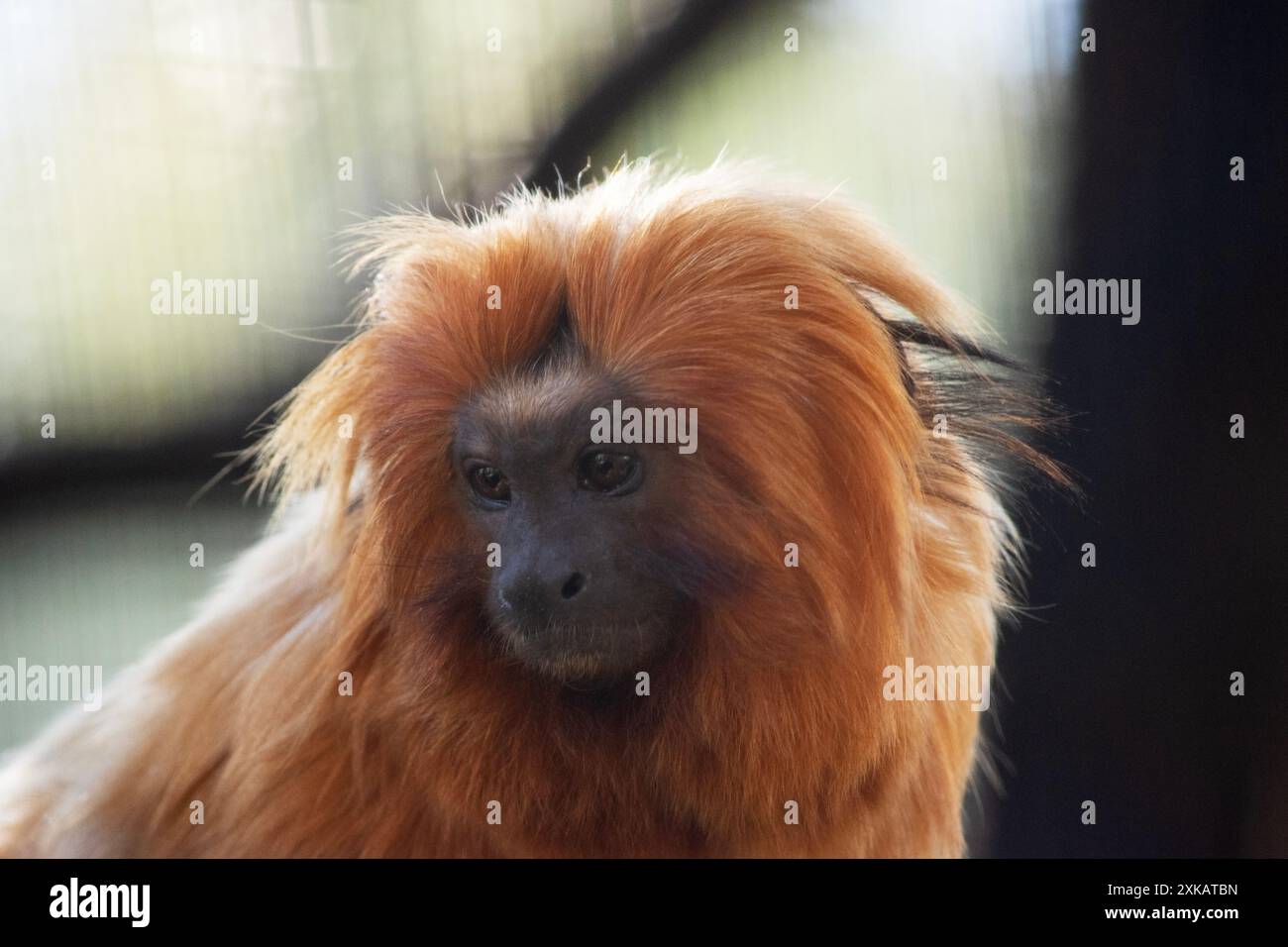 The golden lion tamarin, also known as the golden marmoset, is a small ...