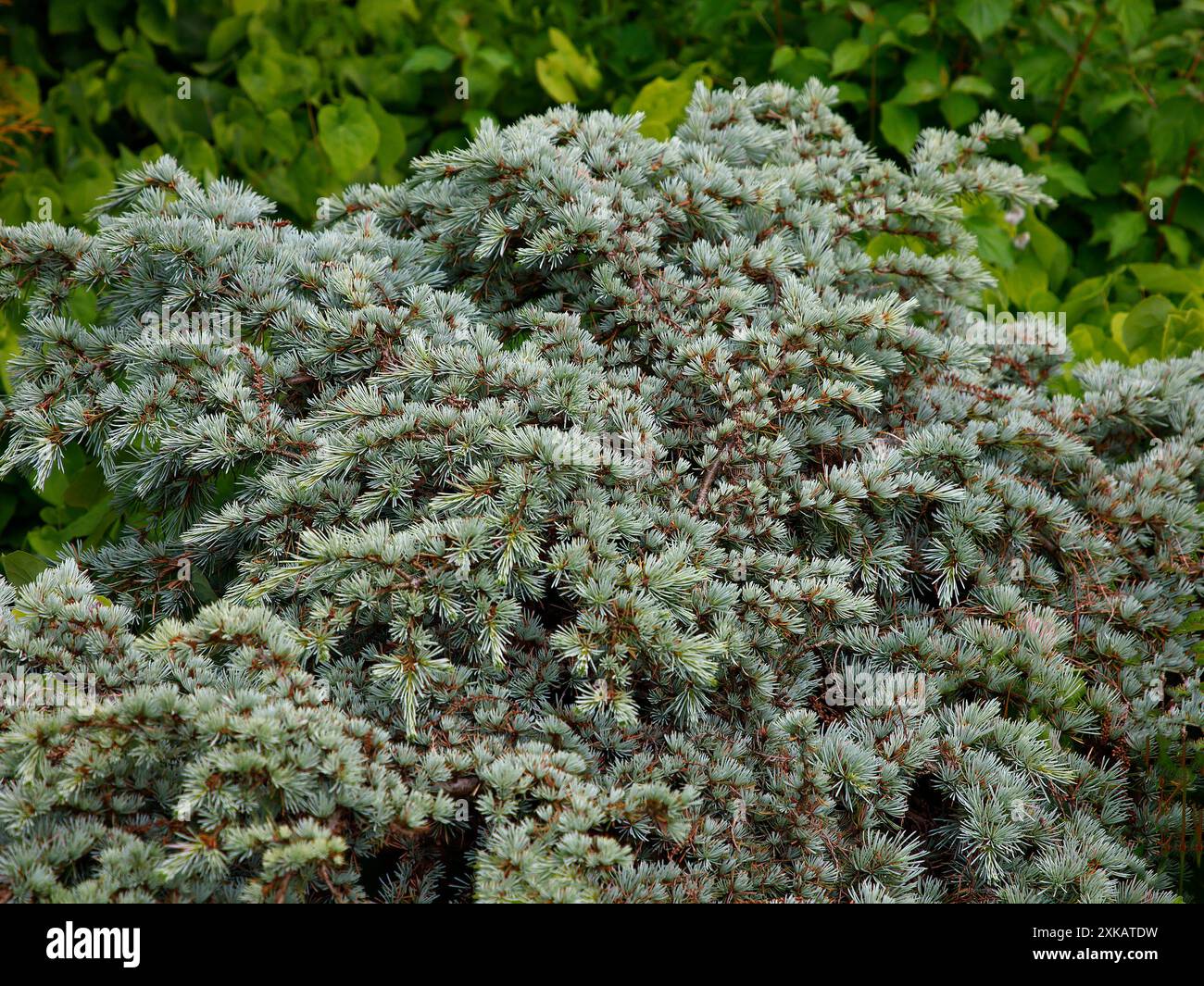 Cedrus atlantica sapphire nymph hi-res stock photography and images - Alamy
