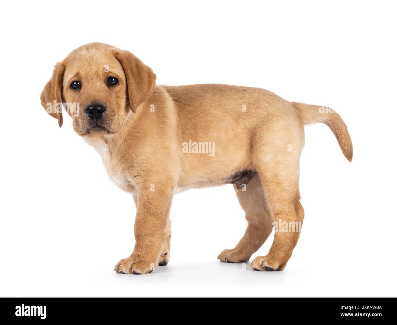Cute 7 weeks old Labrador dog puppy, standing side ways. Looking ...