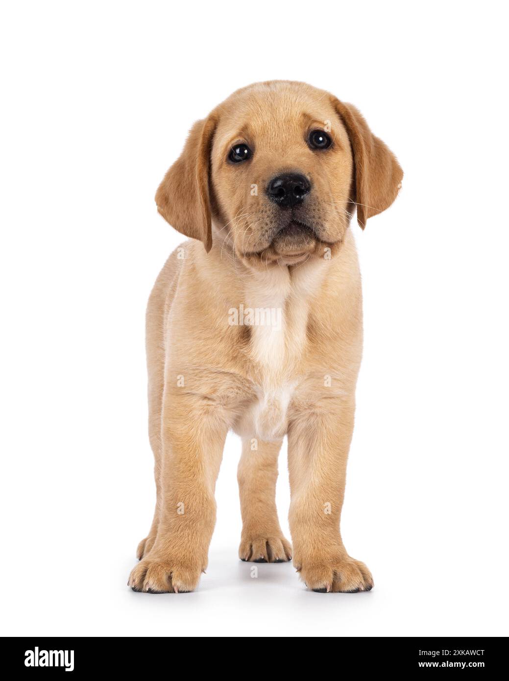 Cute 7 weeks old Labrador dog puppy, standing facing front. Looking ...