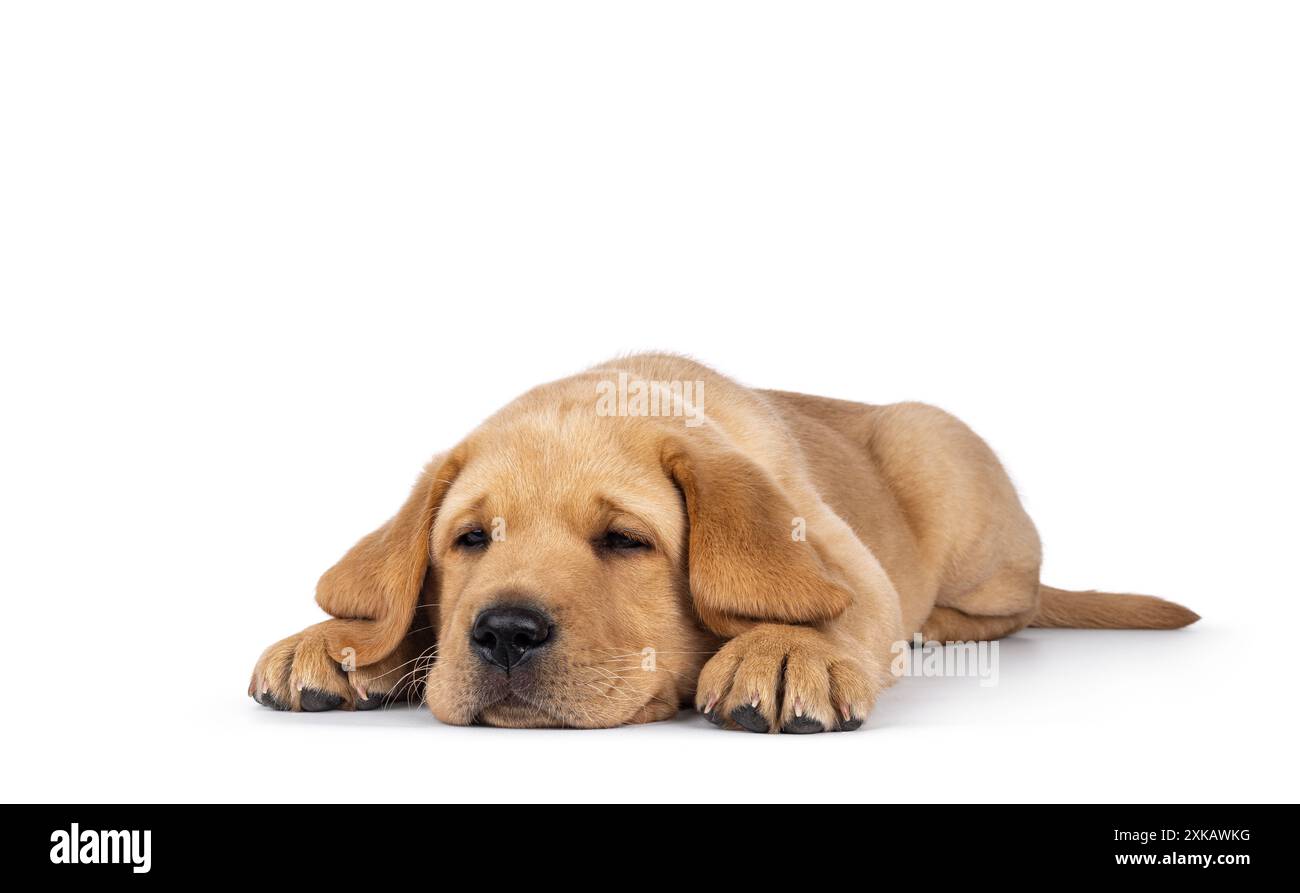 Cute 7 weeks old Labrador dog puppy, laying down facing front. Head ...