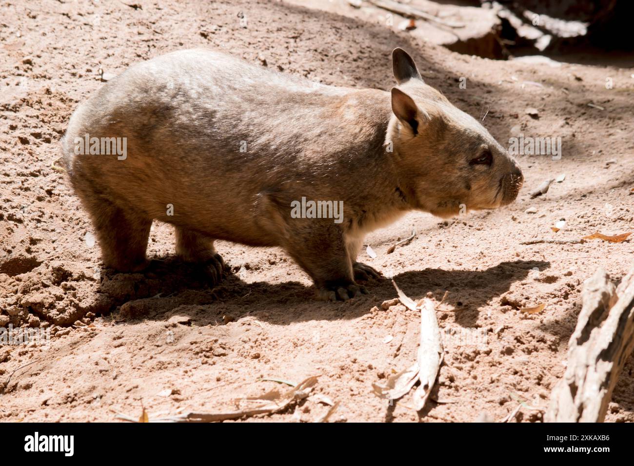The hairy-nosed wombat has softer fur, longer and more pointed ears and ...