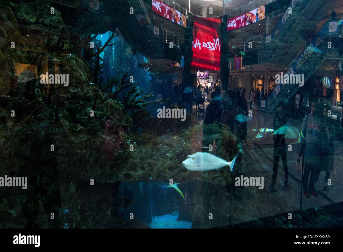 Fish and shark in the aquarium at the big shopping centre Morocco Mall ...
