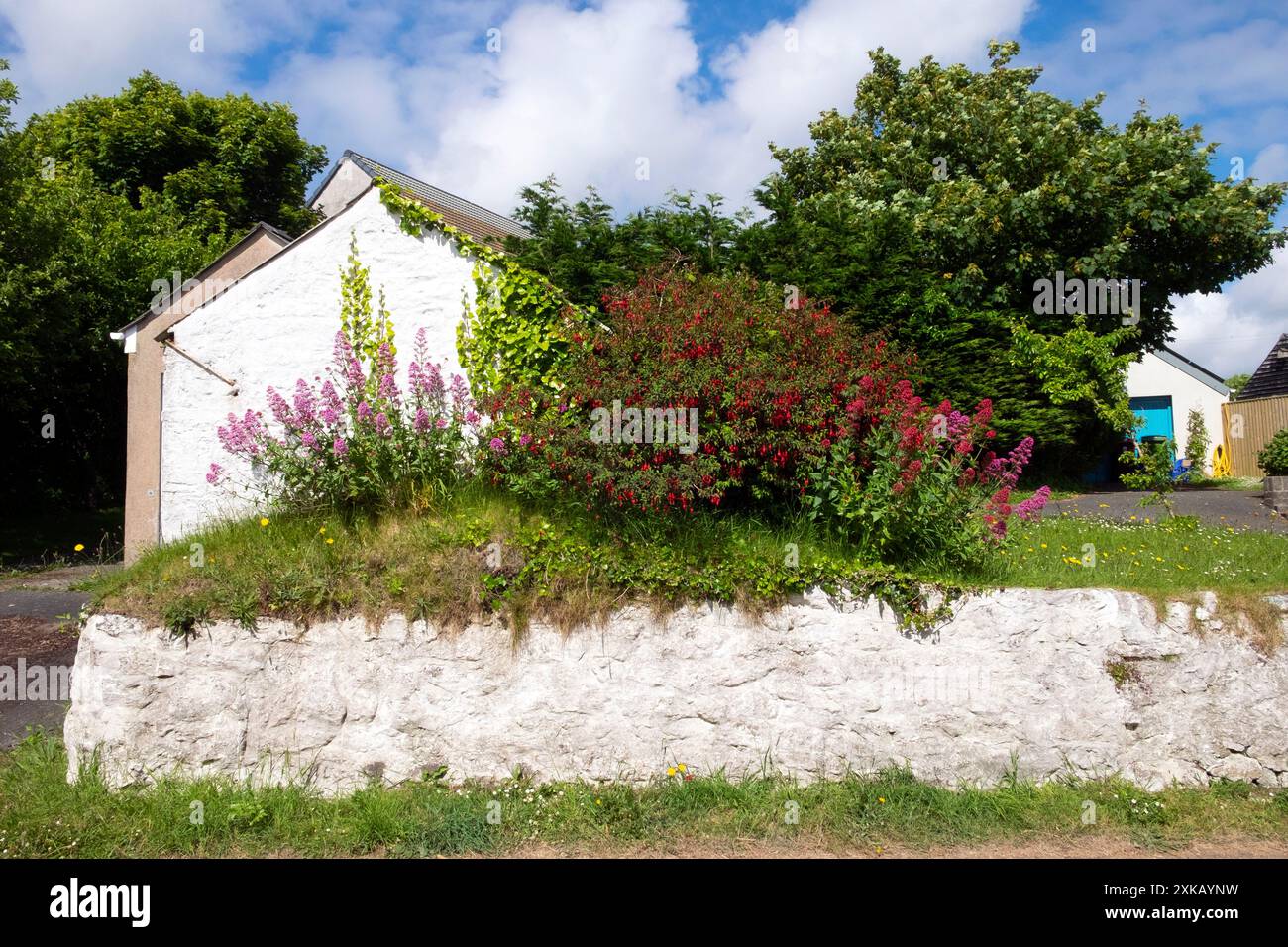 Fuchsia with red flowers growing on top of a stone wall in the village ...