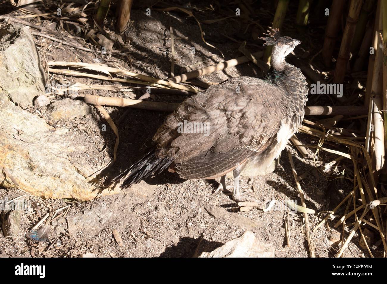 Peahen bird hi-res stock photography and images - Alamy