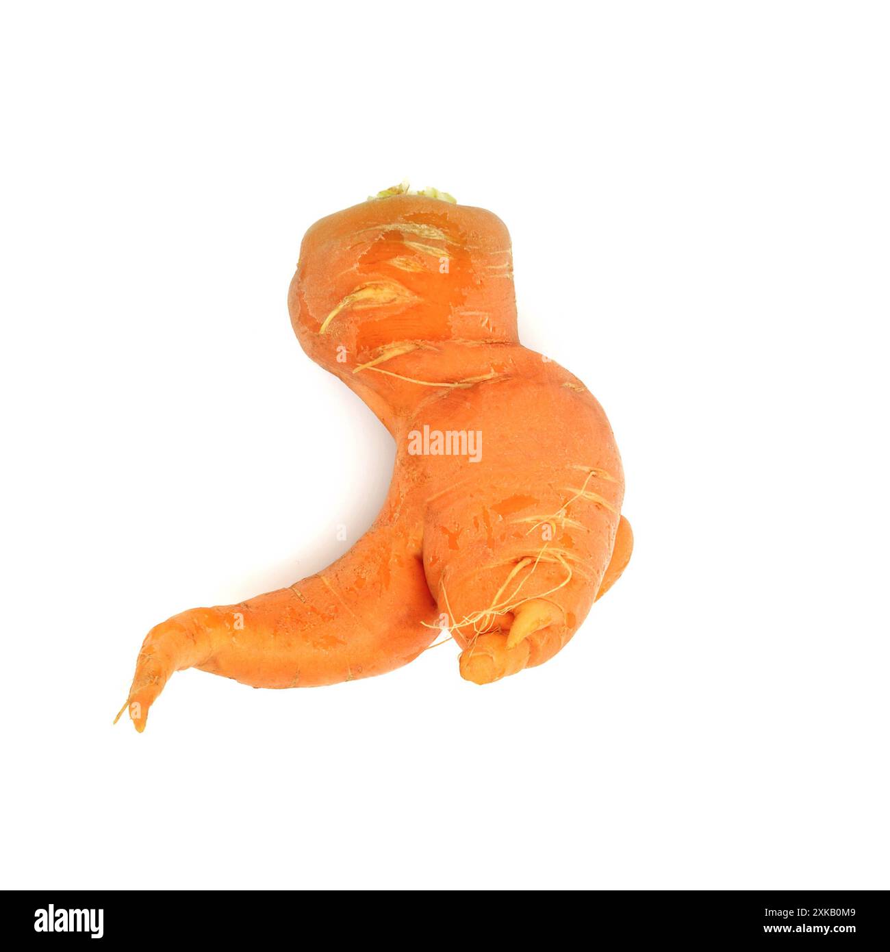 Twisted carrot root vegetable on white background. Deformed produce ...