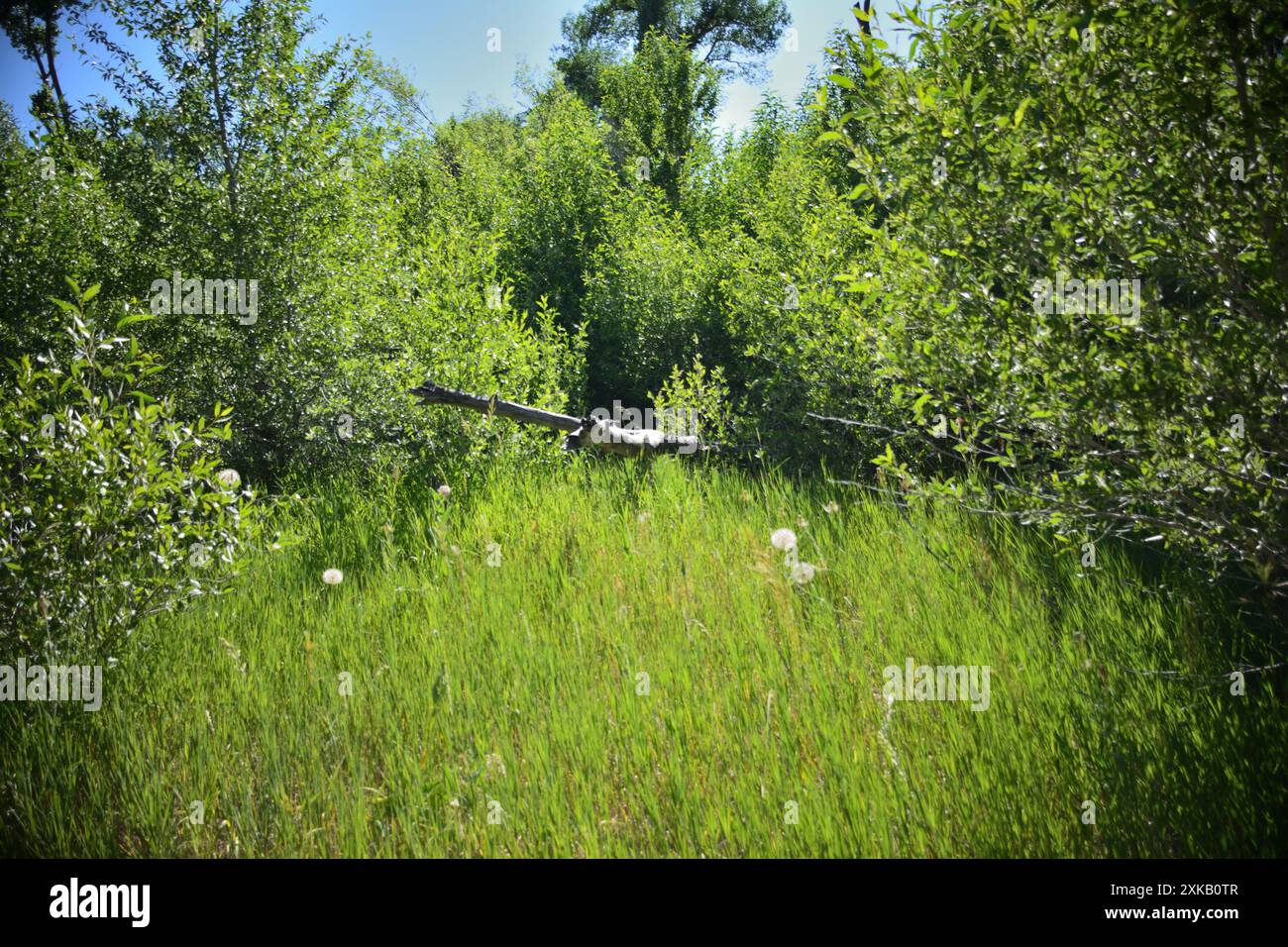 A calming forest clearing Stock Photo - Alamy