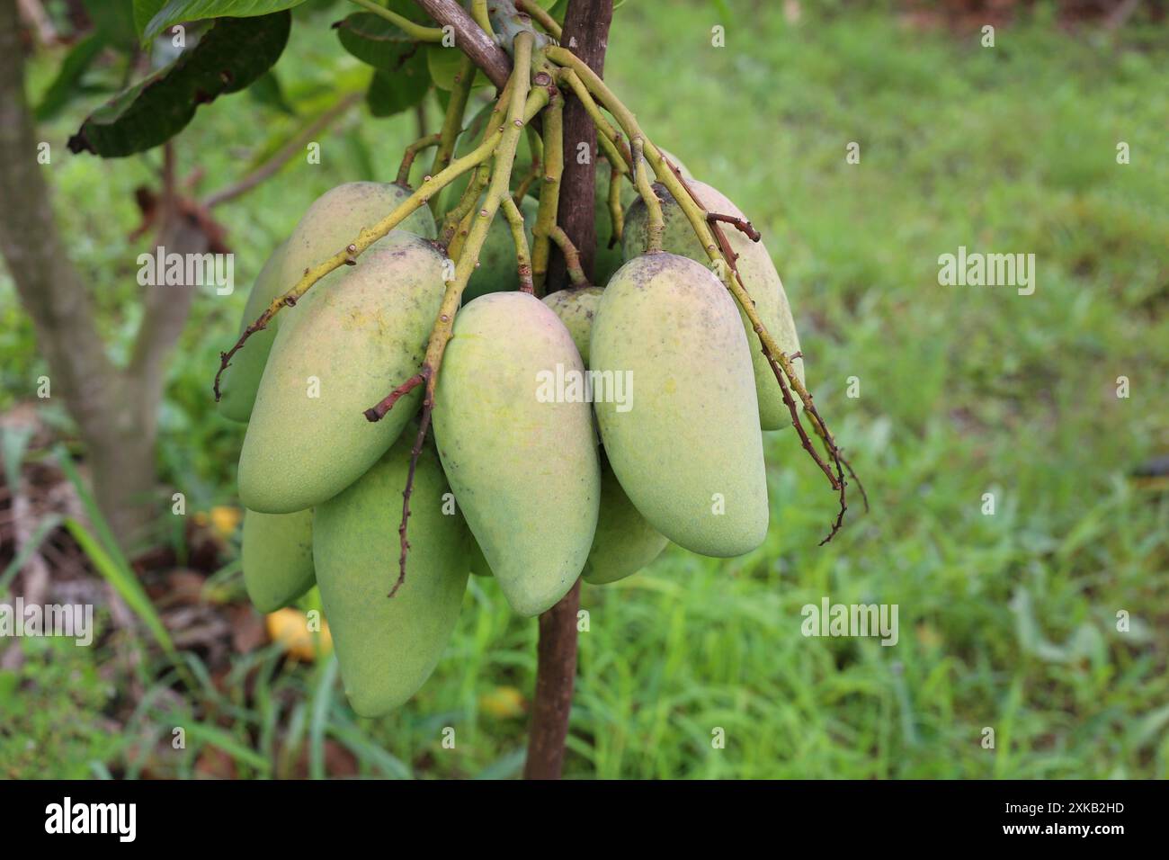 Mango trees mango orchard hi-res stock photography and images - Alamy