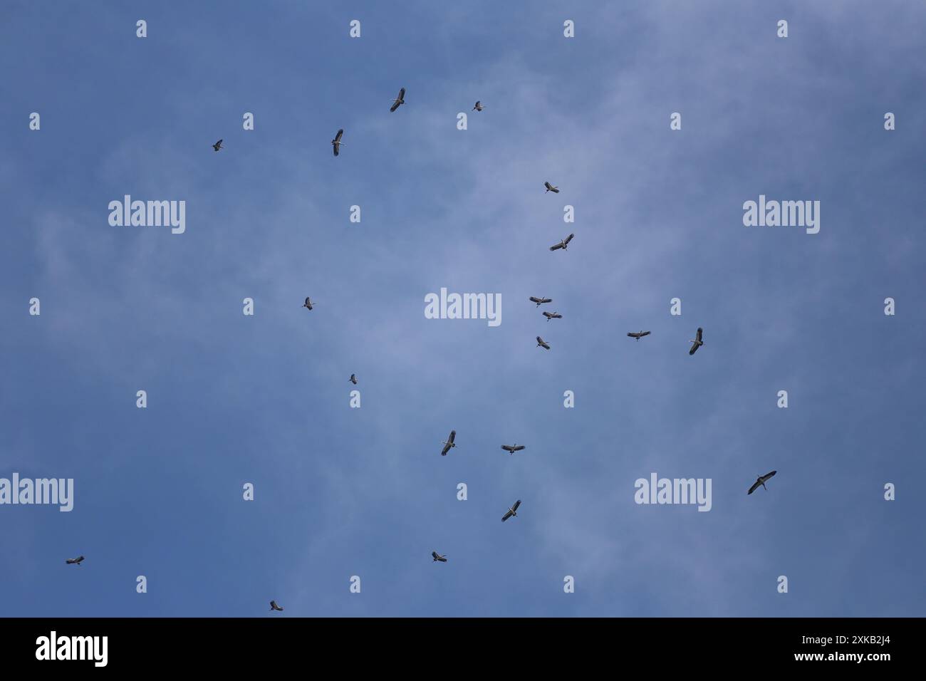 Far-mouthed bird flocks of flying gather in the sky in search of food ...