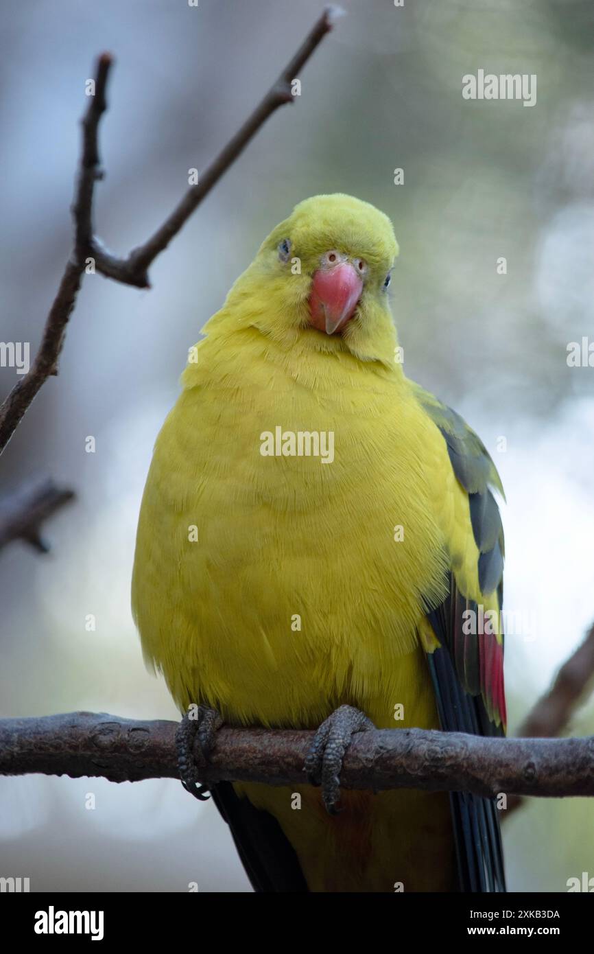 Yellow shoulder patches hi-res stock photography and images - Alamy