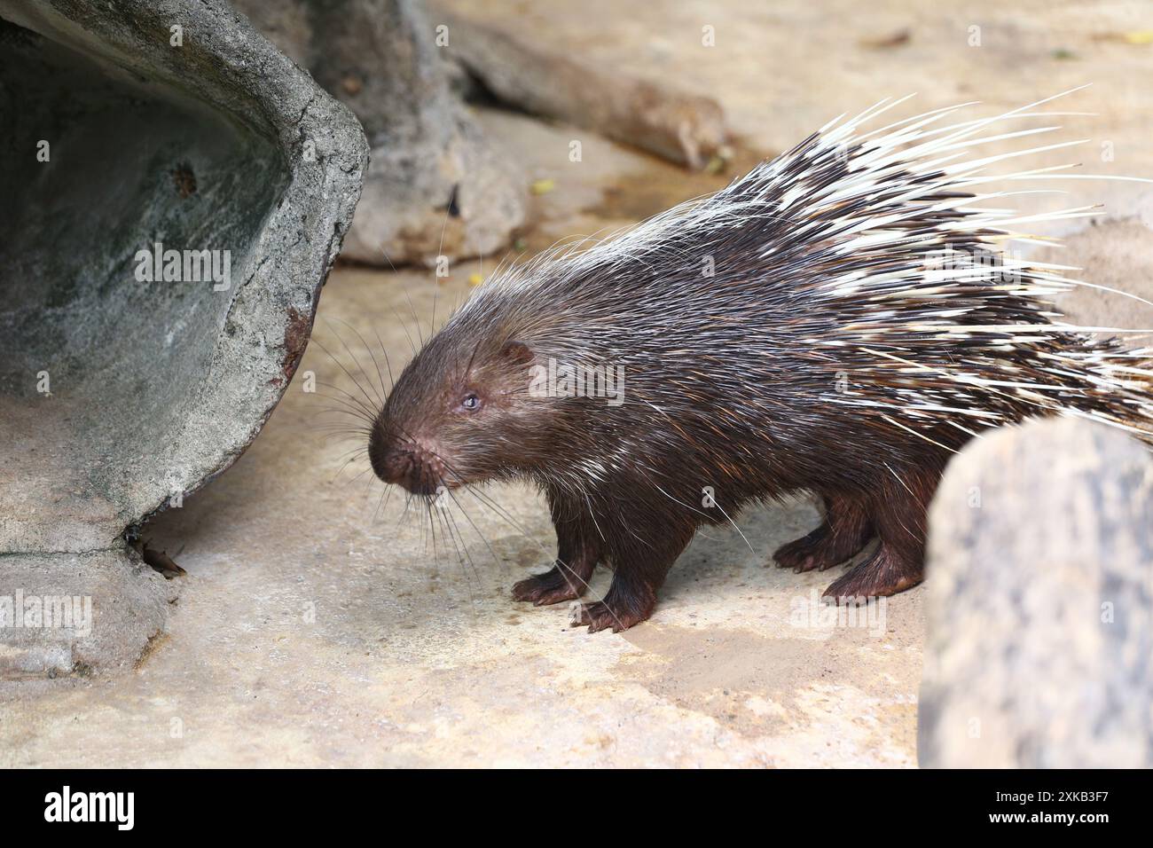 The hedgehog is standing after eating Stock Photo - Alamy