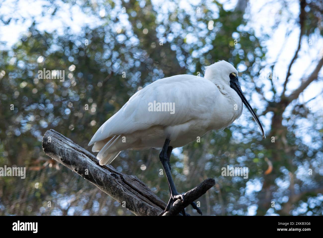 The royal spoonbill is a large white sea bird with a black bill that ...