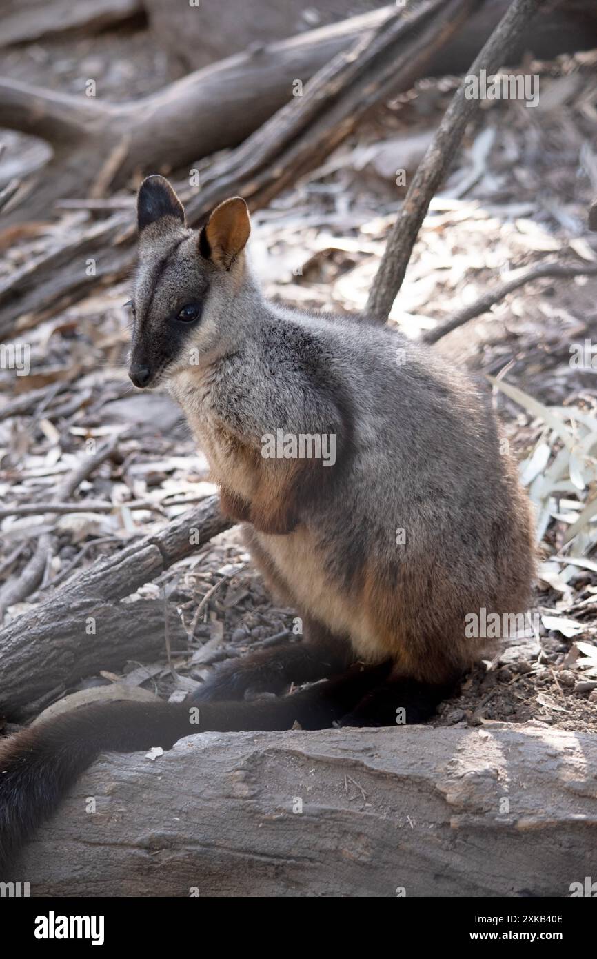 The southern Brush-tailed Rock-wallaby has a characteristic, long, dark ...