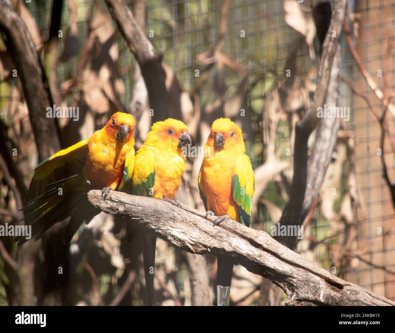 Blue orange parrots sitting on hi-res stock photography and images - Alamy
