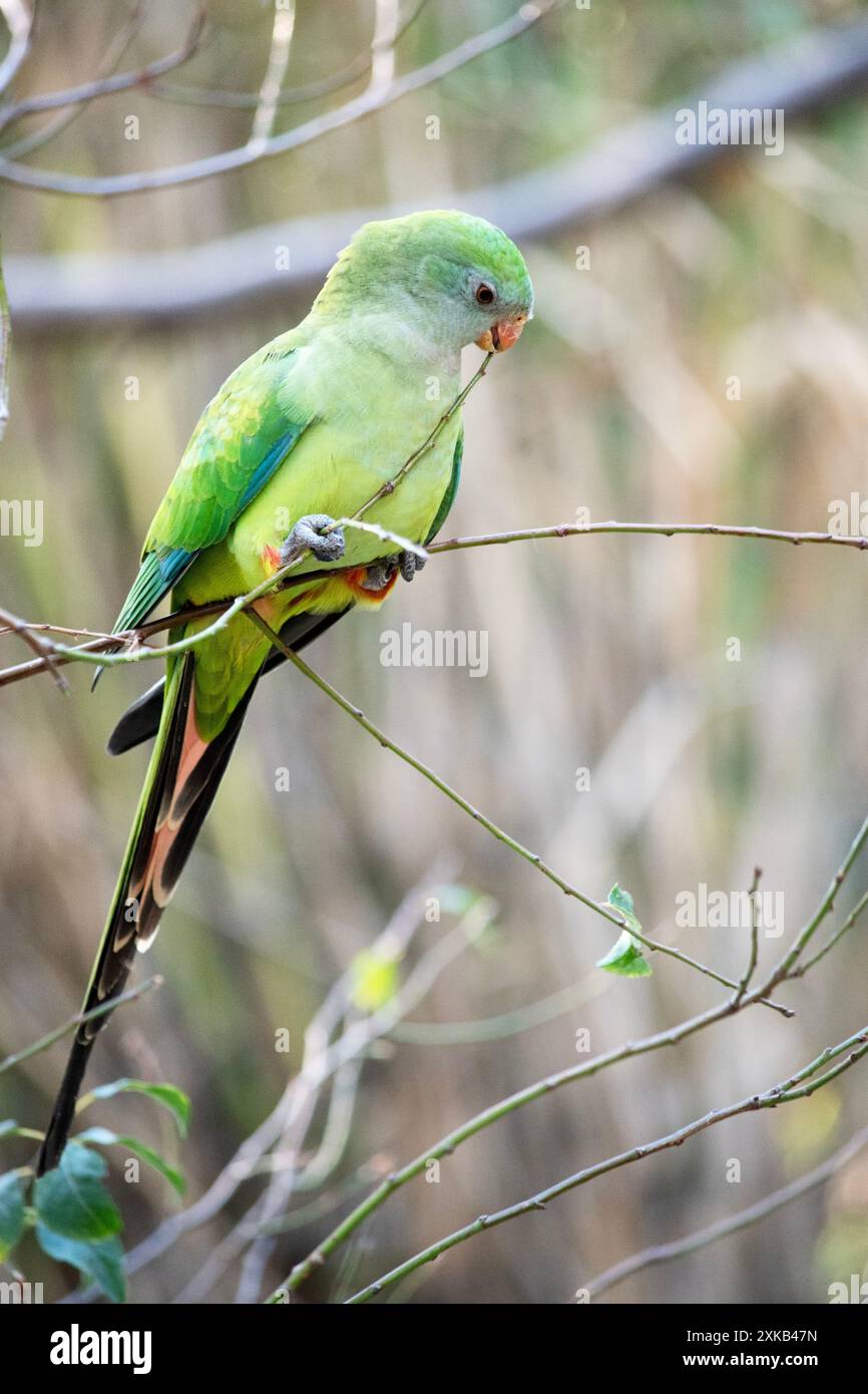 the female superb parrot has a green body and an orange beak Stock ...