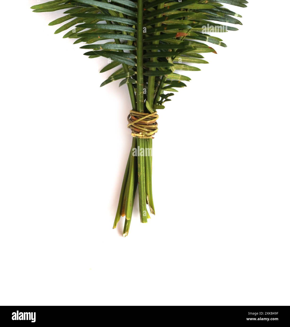 Phoenix roebelenii, The green leaves have branch tied Phoenix ...