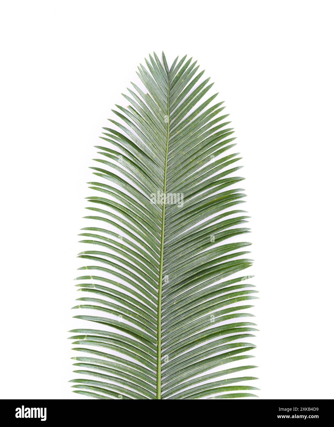 Phoenix roebelenii, The front of the green leaves have branch, Isolate ...