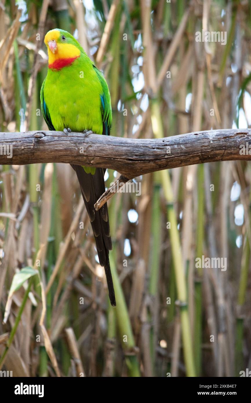 the superb parrot has a green body with red under its neck and yellow ...