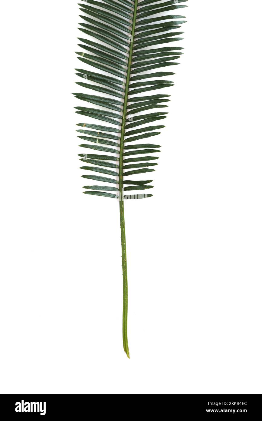 Phoenix roebelenii, The front of the green leaves have branch, Isolate ...