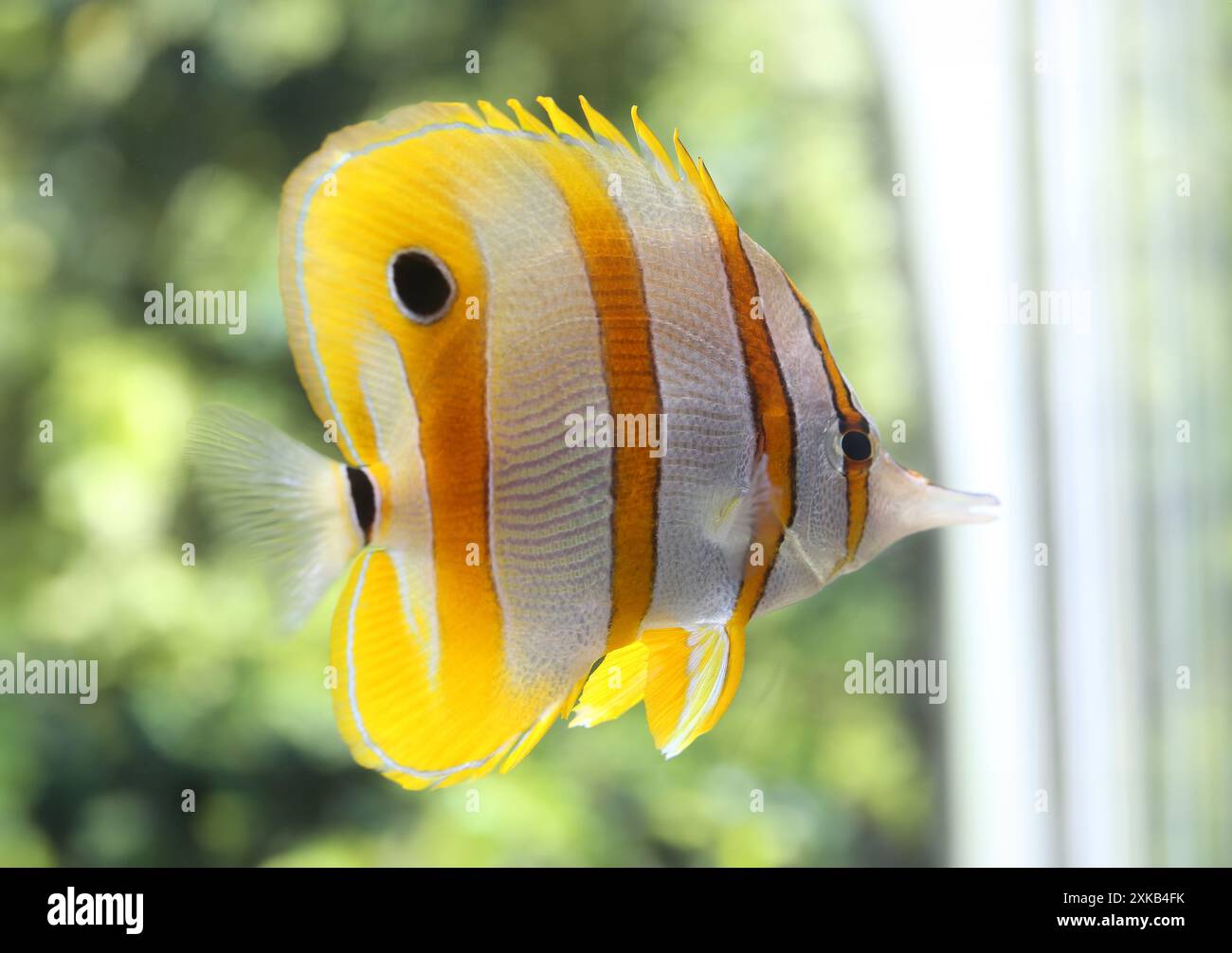 The butterfly fish have pattern yellow-white color and black spots ...