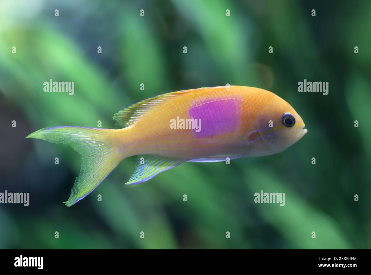 The Lyretail basslet or Sea goldie is a small fish that lives on coral ...