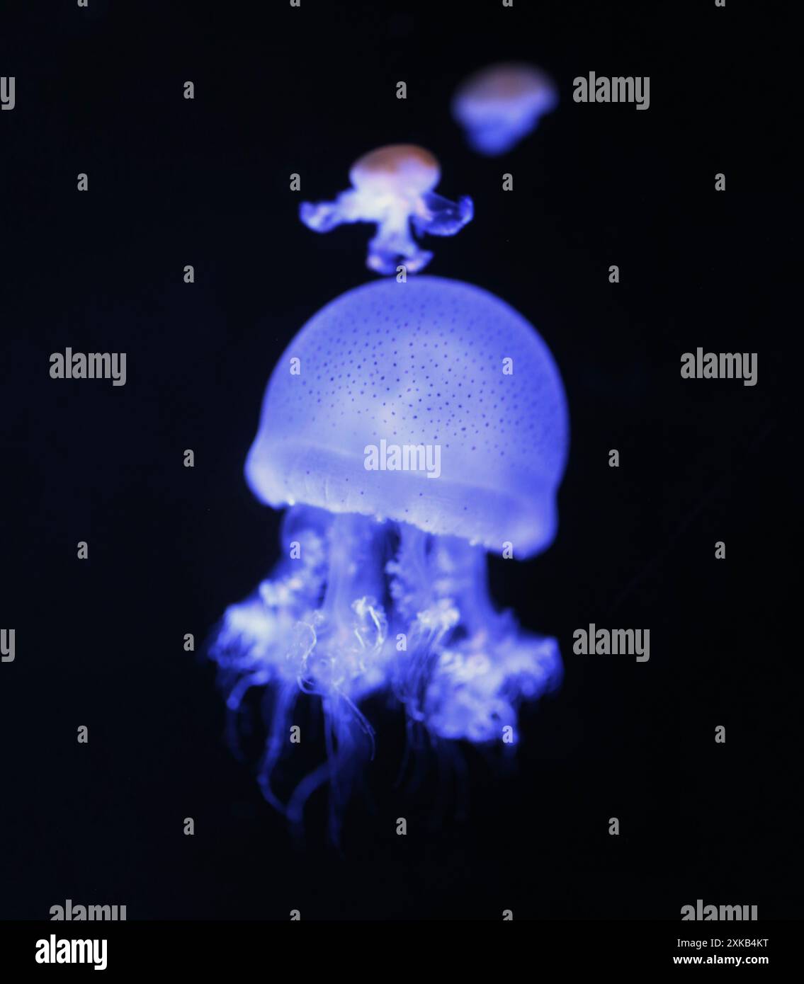 Transparent saucer hi-res stock photography and images - Alamy