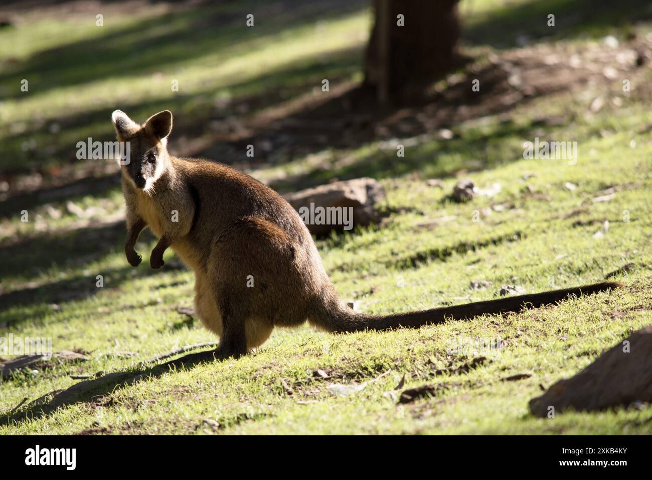 The swamp wallaby has dark brown fur, often with lighter rusty patches ...